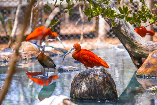 Animal Lovers in Cartagena: Fun Activities to Explore