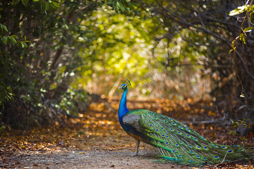 Visit the Baru Bird Sanctuary - Cartagena Dreams
